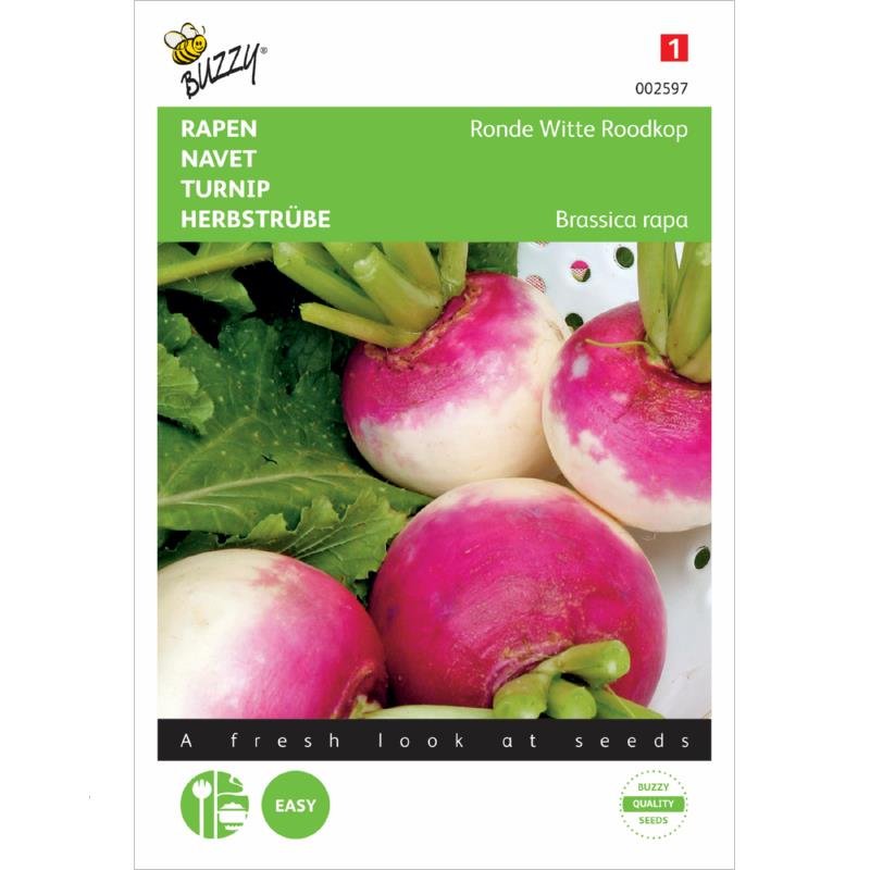Brassica rapa De Nancy - Buzzy Seeds® - Denmark - The Plant Explorer
