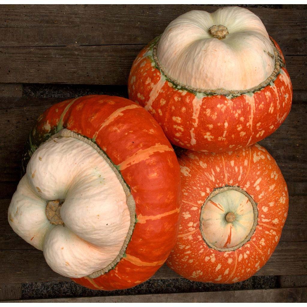 Græskar Mini Red Turban | Cucurbita maxima | Frø
