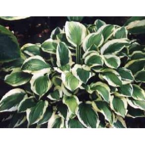 Hosta i Blå - Grå farver