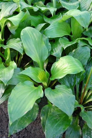Hosta Red Stepper