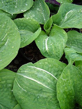 Hosta Spilt Milk