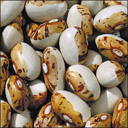 Phaseolus vulgaris Hidatsa Shield