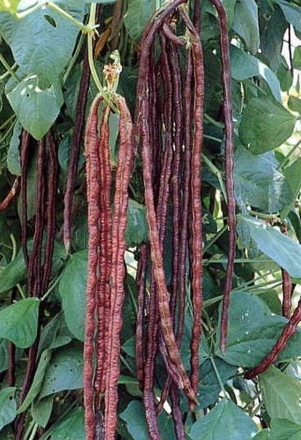 Vigna unguiculata ssp. Sesquipedalis Purple Mart